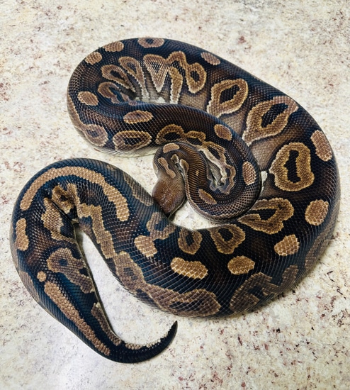 Cinnamon 100% Het Puzzle ADULT BREEDER Ball Python by Hook ‘em Royals