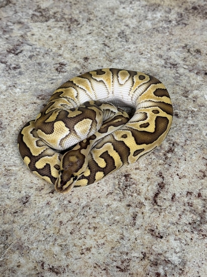 Butter Crypton (100% Het Clown + 100% Het Cryptic) Ball Python by Hook ‘em Royals