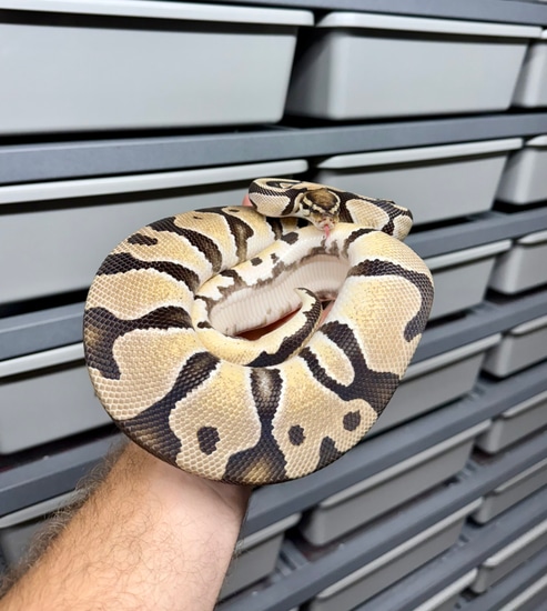 (PROVEN) OD Weirdo 100% Dbl Het Desert Ghost Puzzle Ball Python by Hook ...