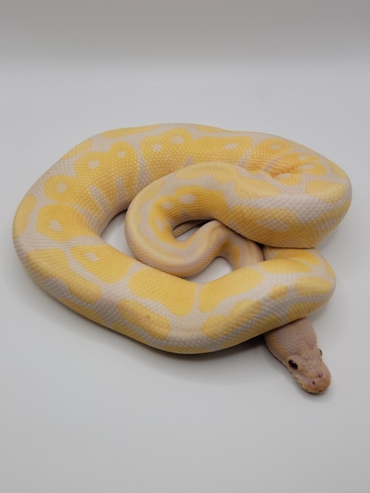 Lavendar Albino Banana Ball Python by Keb's Balls By The River