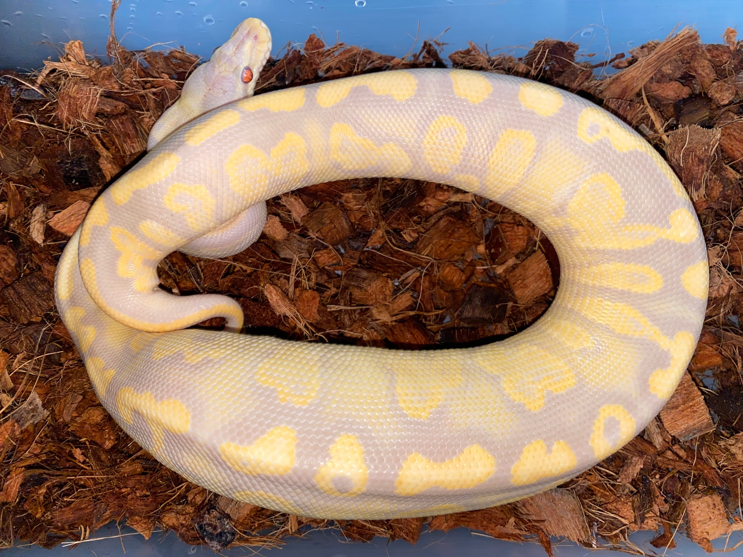 Ghi Black Pastel Candino Ball Python by Kedusa - MorphMarket