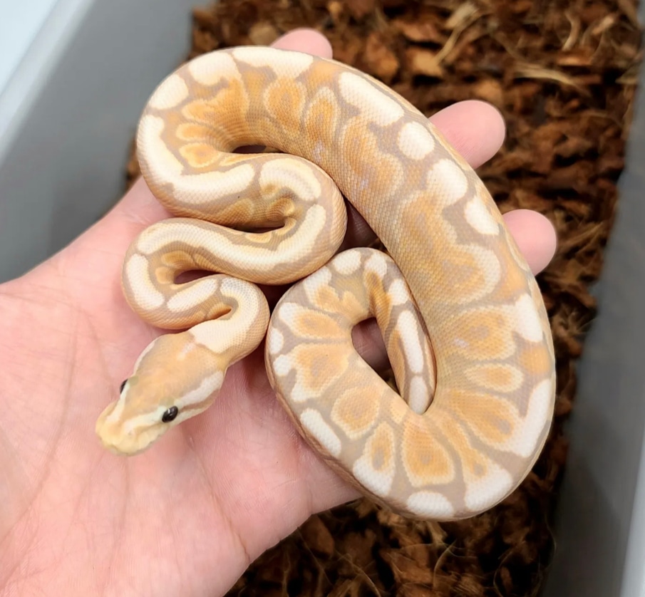 Ghi Banana Cinny Red Stripe Spider Ball Python by Kedusa - MorphMarket