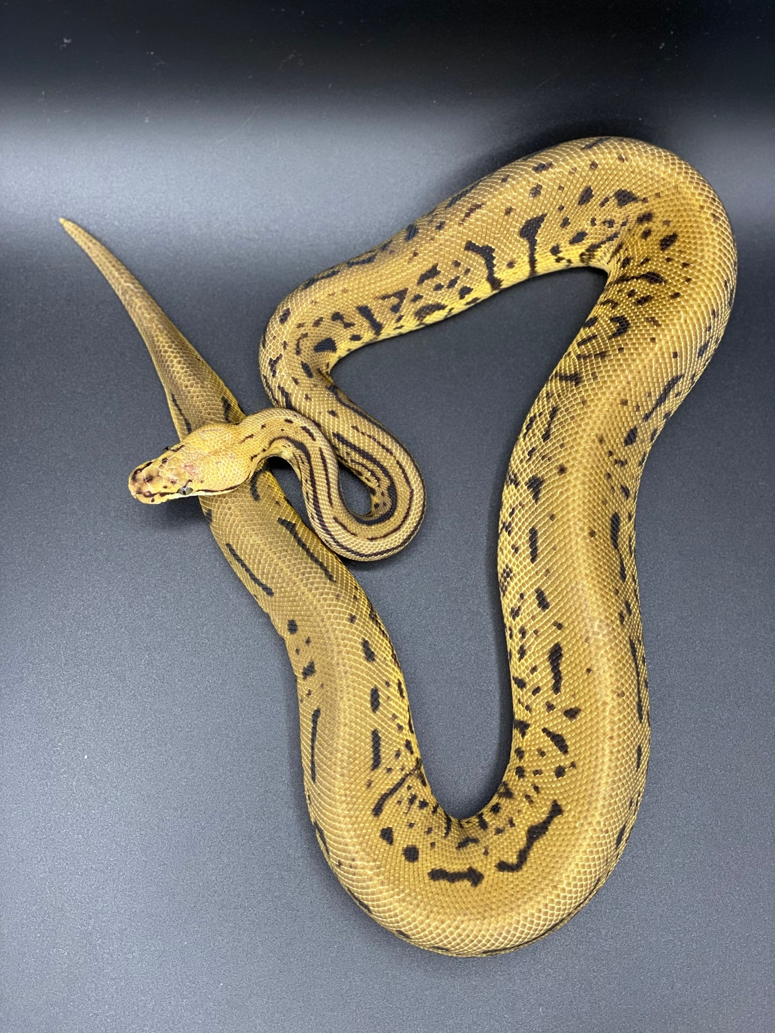 Acid Leopard Bumblebee Het Hypo Ball Python by Kedusa - MorphMarket