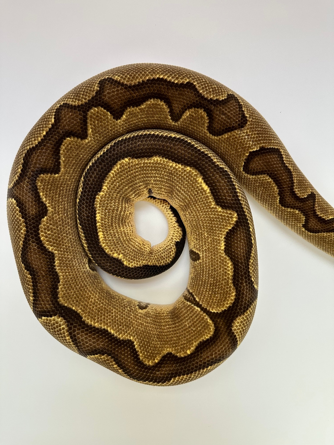 Enchi Vanilla Clown Ball Python by Kedusa - MorphMarket