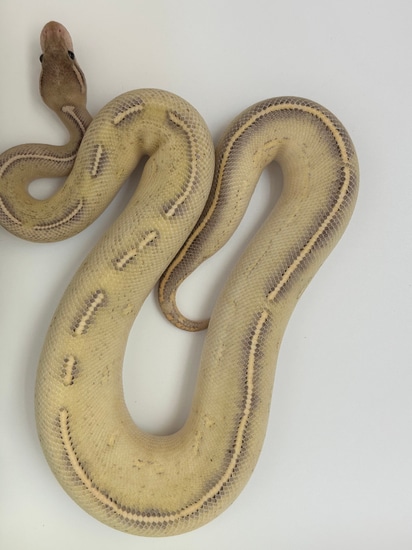Pastel Highway + Black Pastel Highway Ball Python by Kedusa