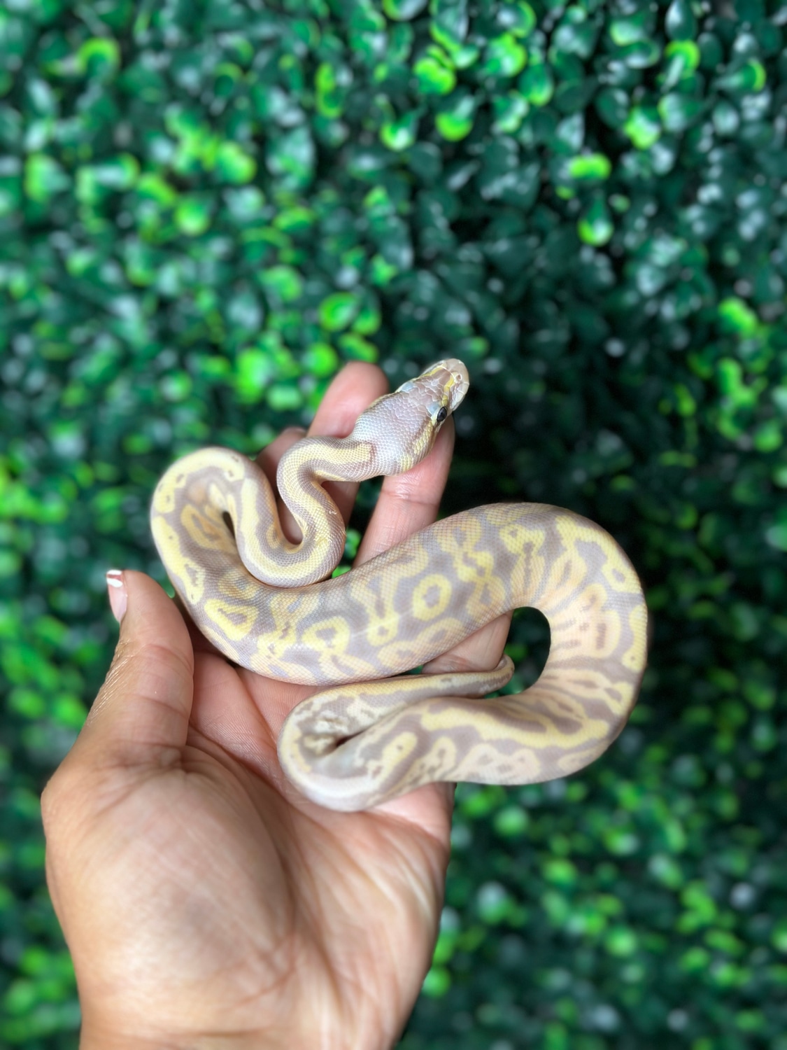 Super Pastel Banana Spector Or Yb Het Hypo 50% Het Pied Ball Python by Kedusa - MorphMarket