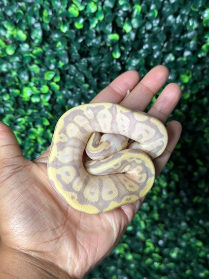 Super Pastel Banana Het Hypo 50% Het Pied Ball Python by Kedusa