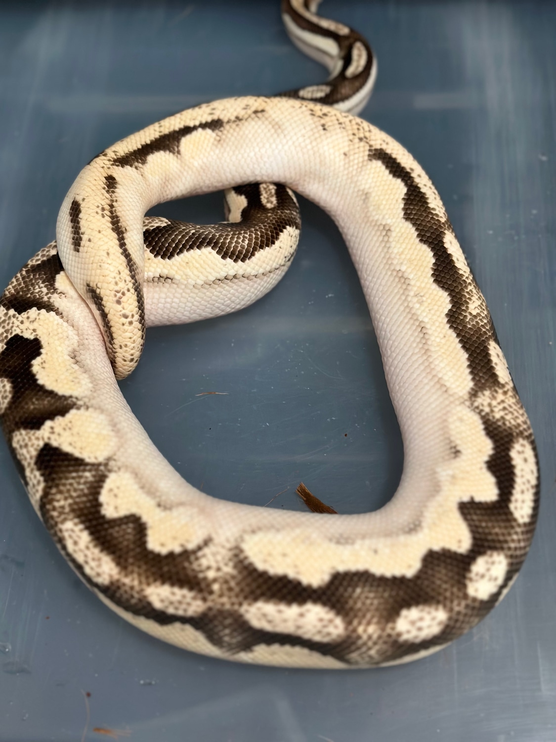 Super OD Mojave Calico Poss Fire Ball Python by Kedusa - MorphMarket