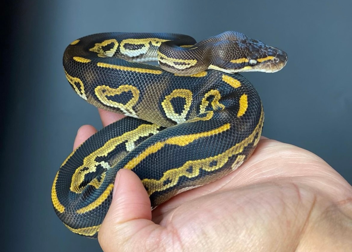 Blackhead Mojave Cinnamon Dh Lavender Clown Ball Python by Kedusa ...