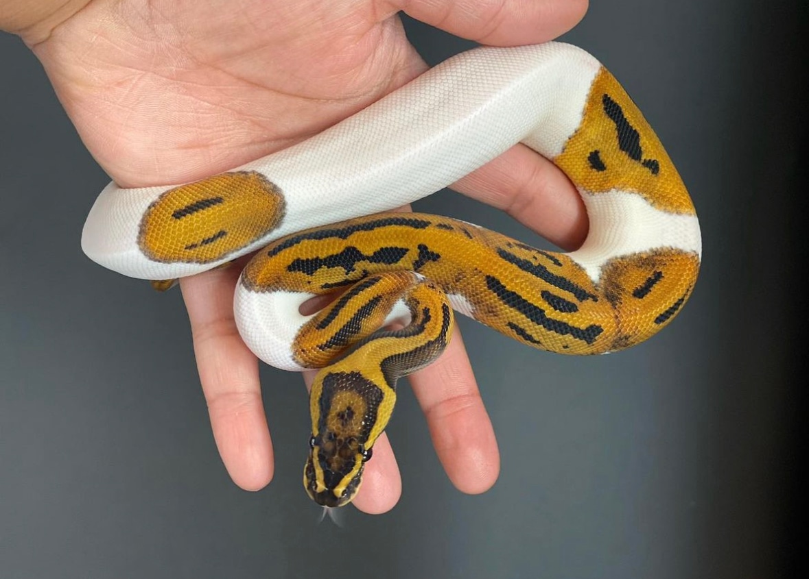 Leopard Pied Dh Lavender Clown Ball Python by Kedusa - MorphMarket