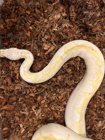 Pastel Orange Dream Banana Clown Ball Python by Kedusa