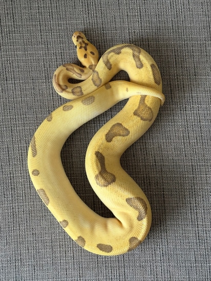 OD Super Enchi Fire Leo Clown Ball Python by Kedusa