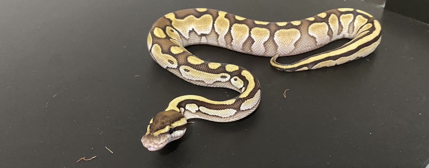 Soul Sucker Ball Python by Borders Ball Pythons - MorphMarket