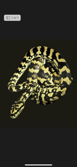 Jungle X Coastal Other Carpet Python by Keeper Exotics