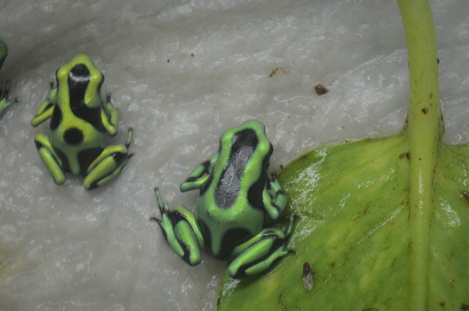 D.auratus 'Bocas Del Toro' Froglets Green and Black Dart Frog by ...