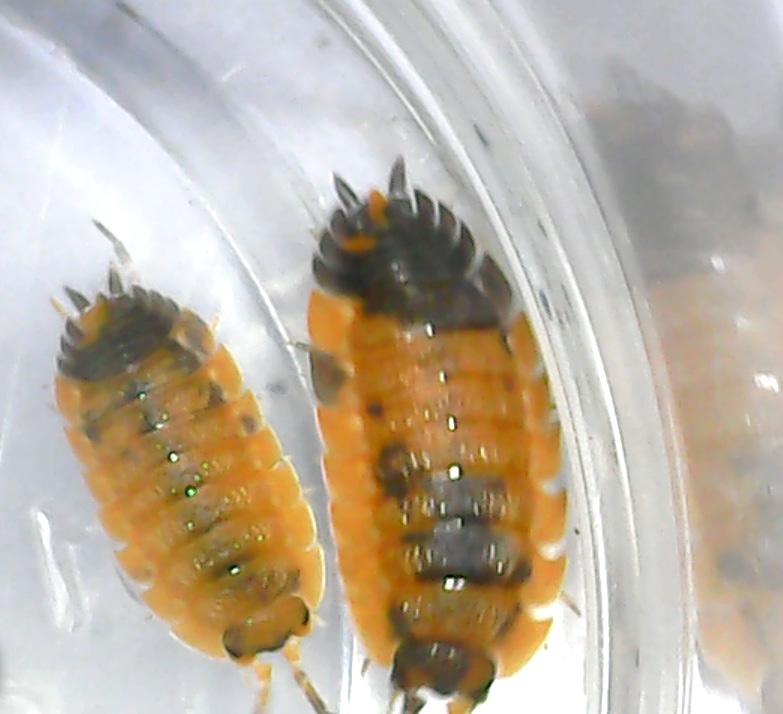 P. Scaber Booster Pack 14 Morphs Isopod by Keepers Creepers - MorphMarket