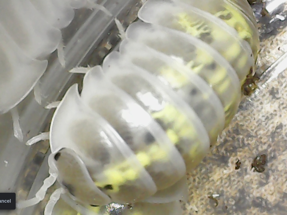 25 Ct A. Vulgare 'Japanese Magic Potion Isopod by Keepers Creepers ...