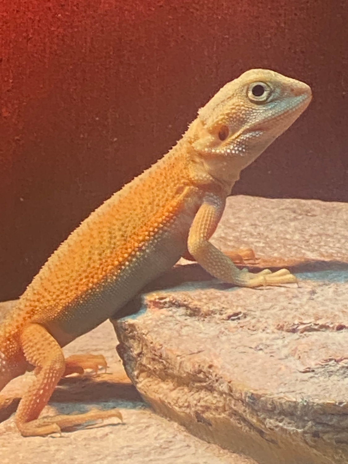 Hypo Translucent Witblits Central Bearded Dragon by Key Dragons ...