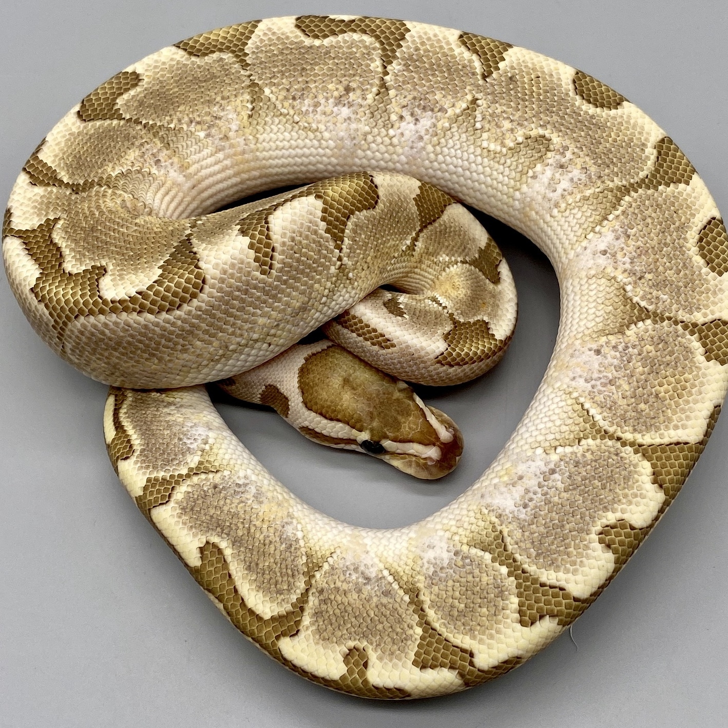 Bamboo Enchi Ball Python by Morphs Attack - MorphMarket