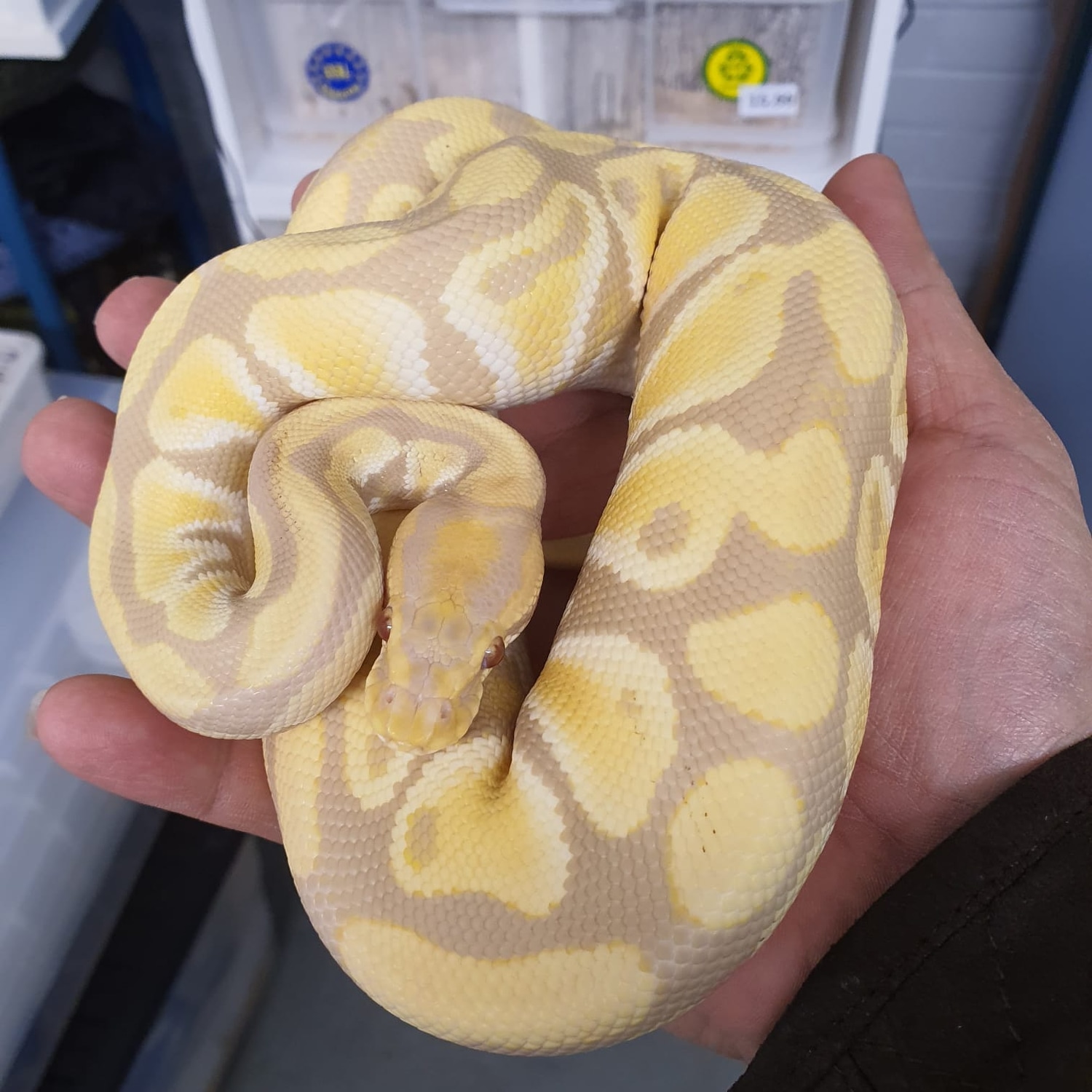 Candino Het Clown Ball Python by Morphs Attack - MorphMarket