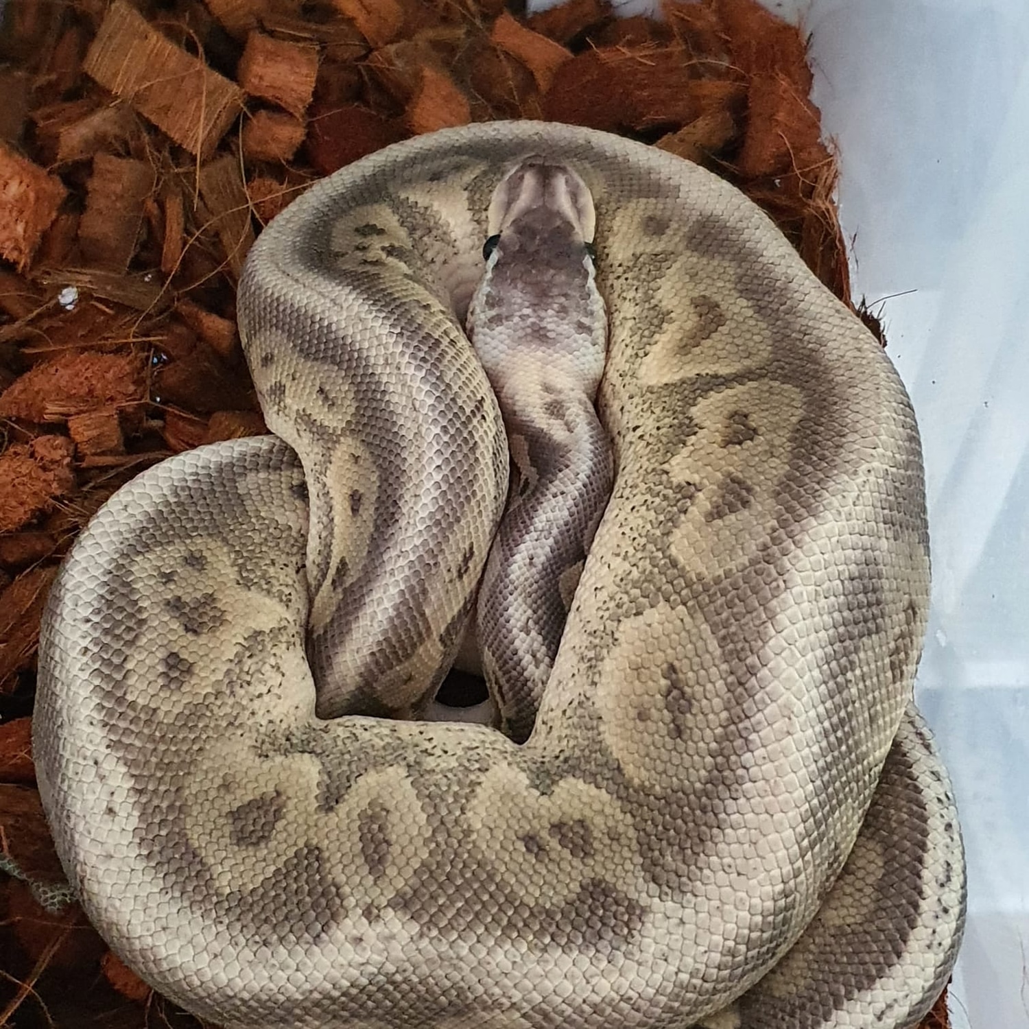 Pewter Ghost Ball Python by Morphs Attack - MorphMarket