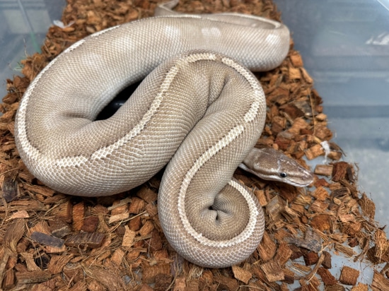 Mystic Potion Ball Python by 631Boas & Balls