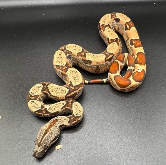 1.0 Hypo IMG Jungle 100% VPI Boa Constrictor by 631 Boas & Balls