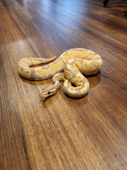 Fire Banana Ball Python by The Snake House