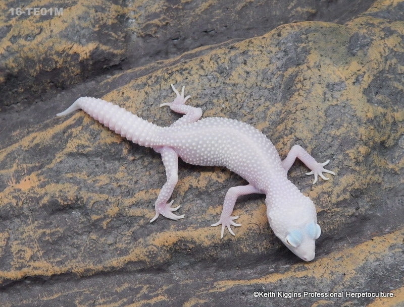 Diablo Blanco Leopard Gecko by CKGReptiles.com - MorphMarket