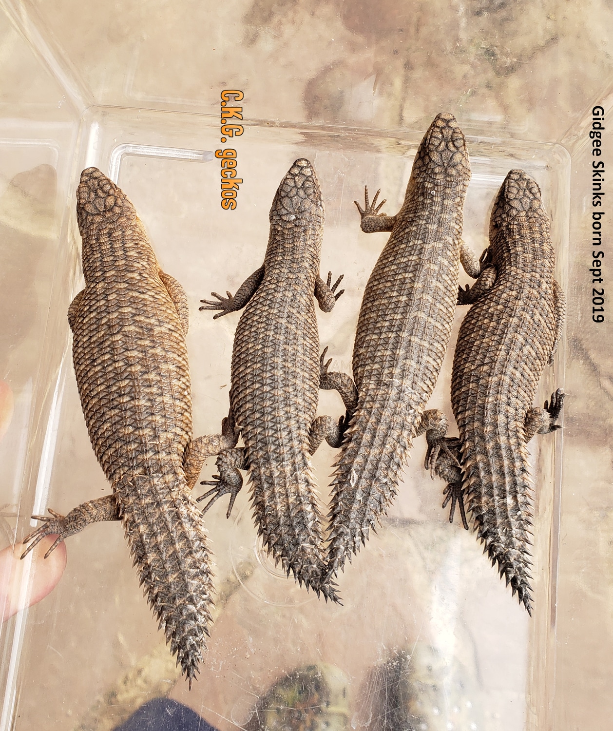 Gidgee Skink by CKGReptiles.com - MorphMarket