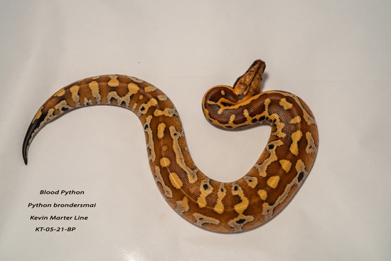 Pure Kevin Marter Line Red Blood Python Python Brongersmai by Keith's ...