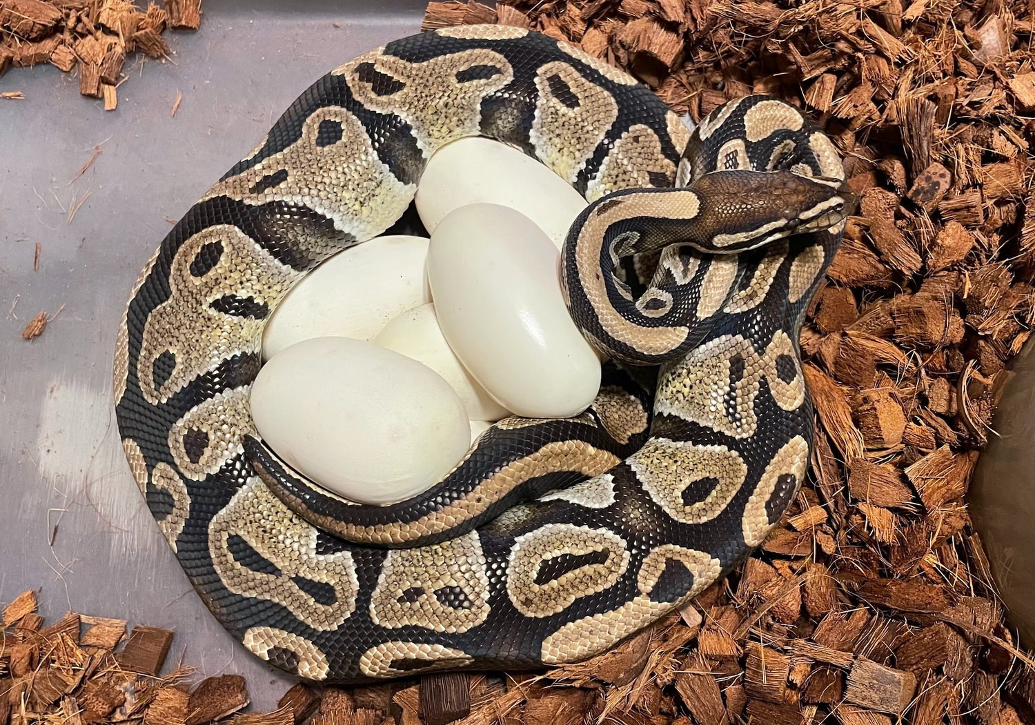 Ball Python Clutch: DaDo23 by Inspiration Exotics - MorphMarket