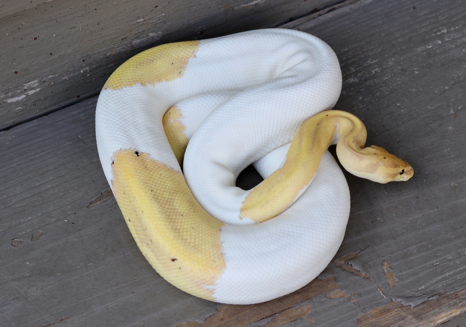 Banana Pied Het Clown (Pandora) Ball Python by Inspiration Exotics ...