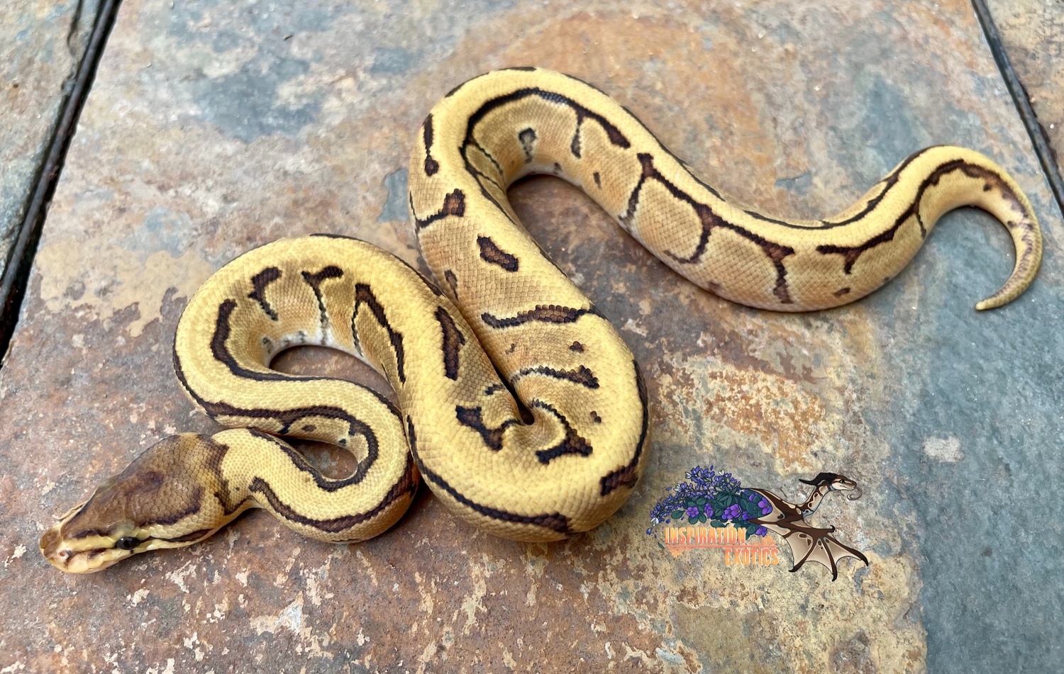 Fire Pinstripe 50% Het Albino PET ONLY Ball Python by Inspiration ...