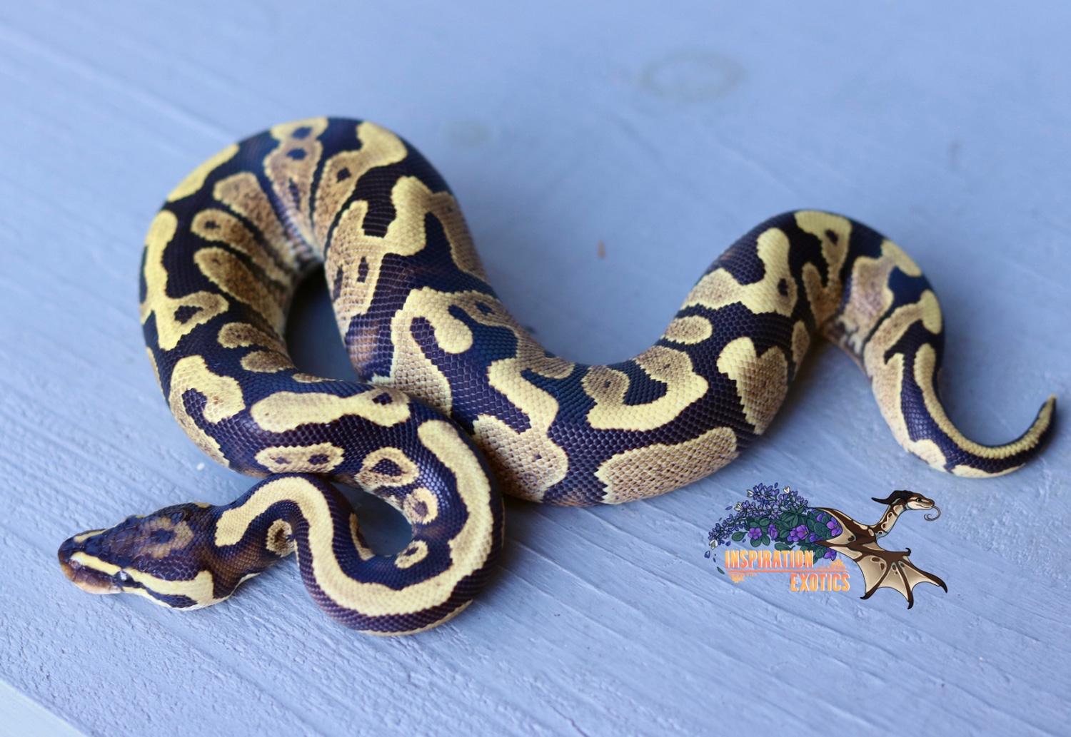 Fire Yellowbelly 50% Het Albino Ball Python by Inspiration Exotics ...