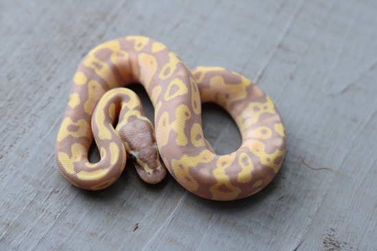 Banana Pastel DH Pied/DG 50% Het Amur (Cryptic)/Clown Ball Python by Inspiration Exotics