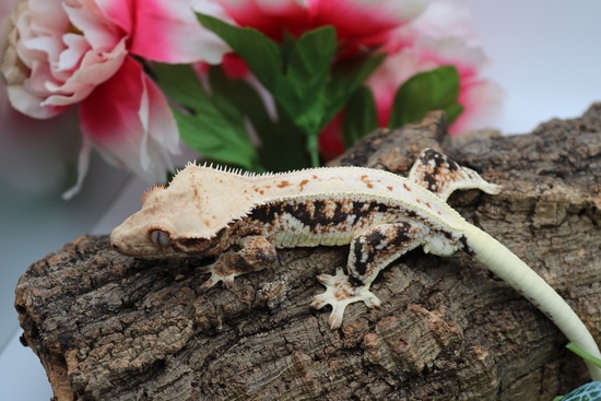 Soldier Boy Crested Gecko by Inspiration Exotics