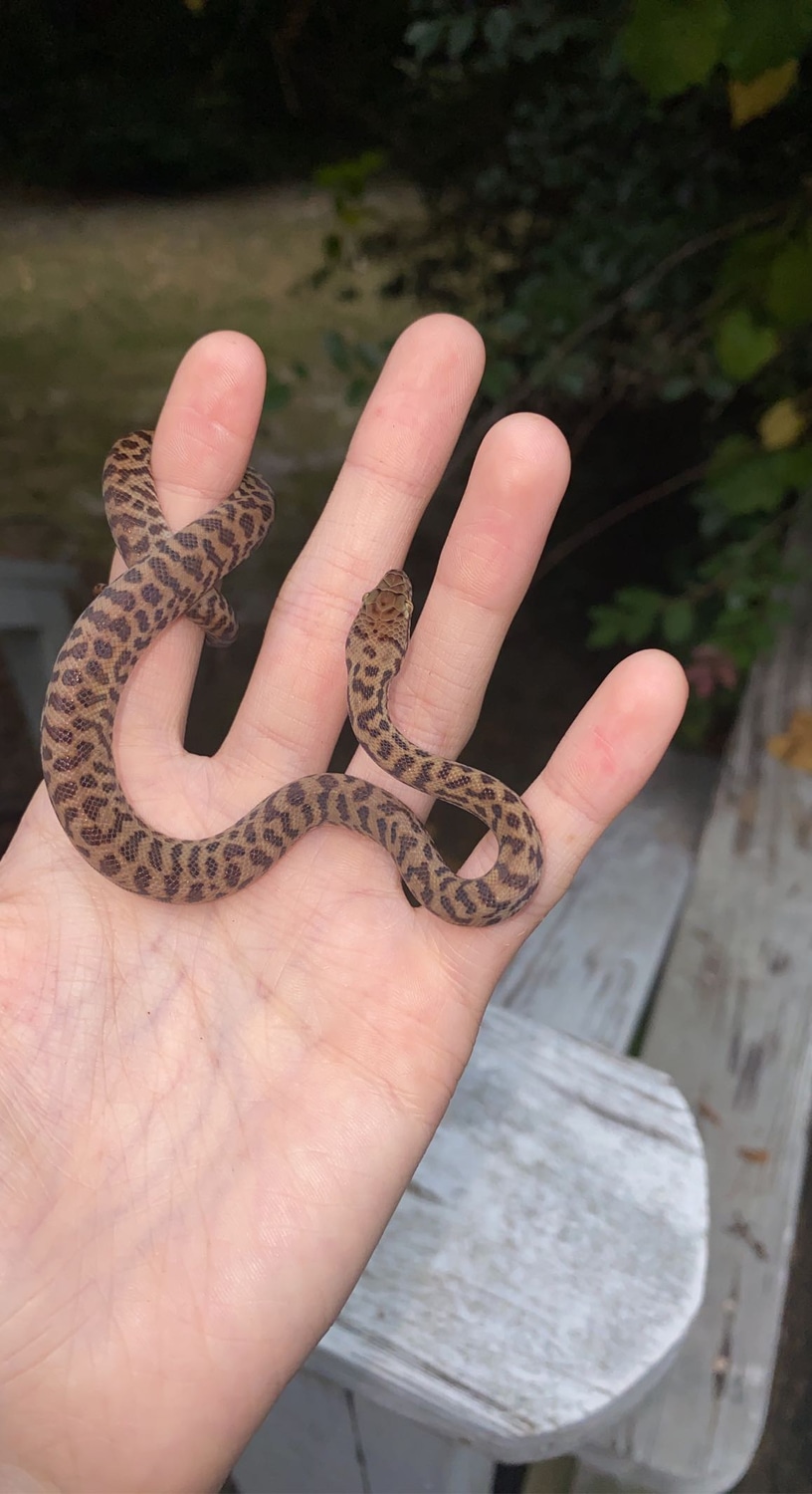 Stimson’s/ Children's Python by Midlands Pythons - MorphMarket