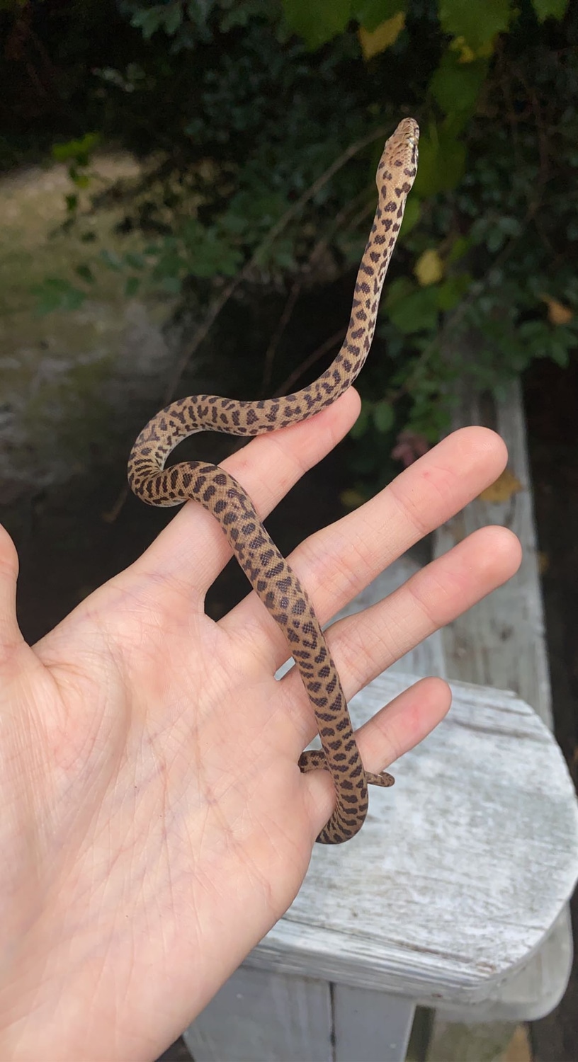 Stimson’s/ Children's Python by Midlands Pythons - MorphMarket