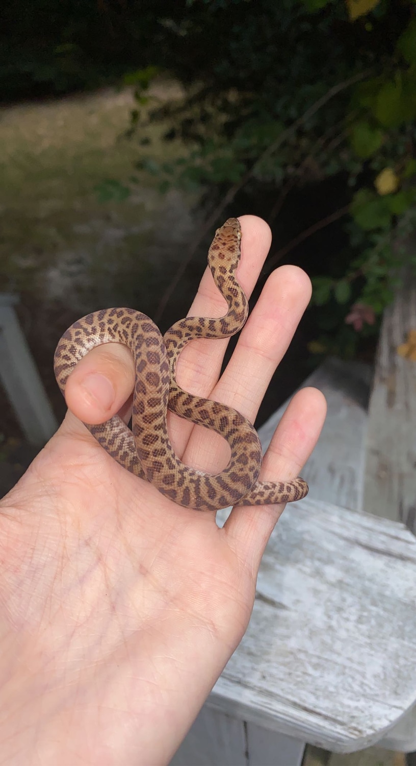 Stimson’s/ Children's Python by Midlands Pythons - MorphMarket