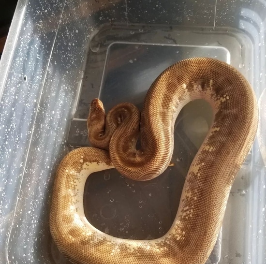 Zooey Ball Python by Ember Reptiles