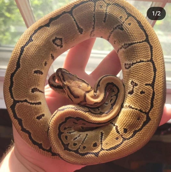 Pinstripe, Het Clown OBO Ball Python by Ember Reptiles