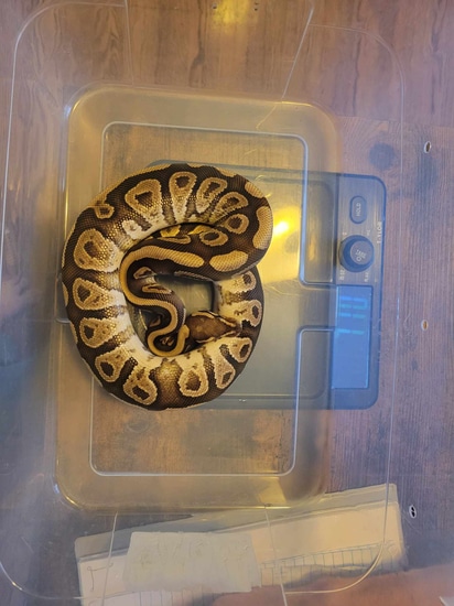 Mystic Vanilla/Fire Ball Python by Ember Reptiles