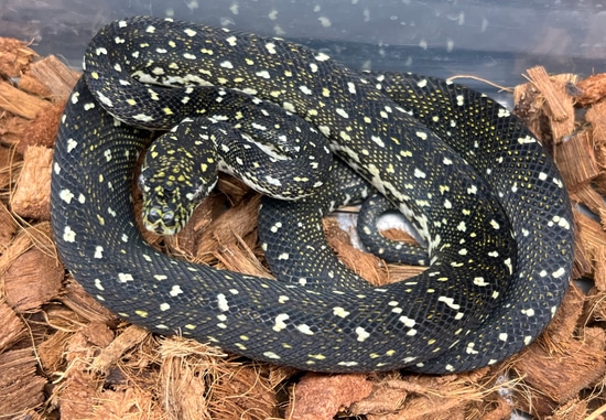 F3 San Diego Zoo X F1 Valle Diamond Carpet Python by Kelley Herpetological