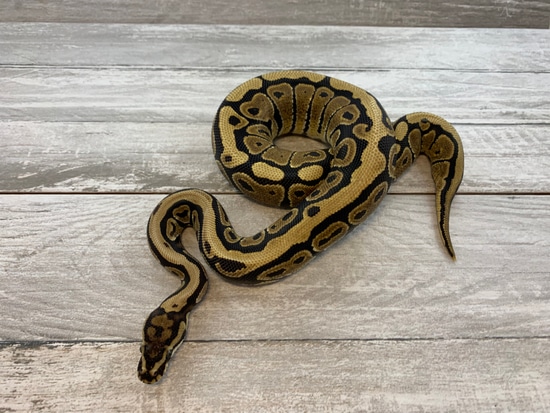 Spotnose Pos Het Puzzle/ Caramel Ball Python by KDM Exotics