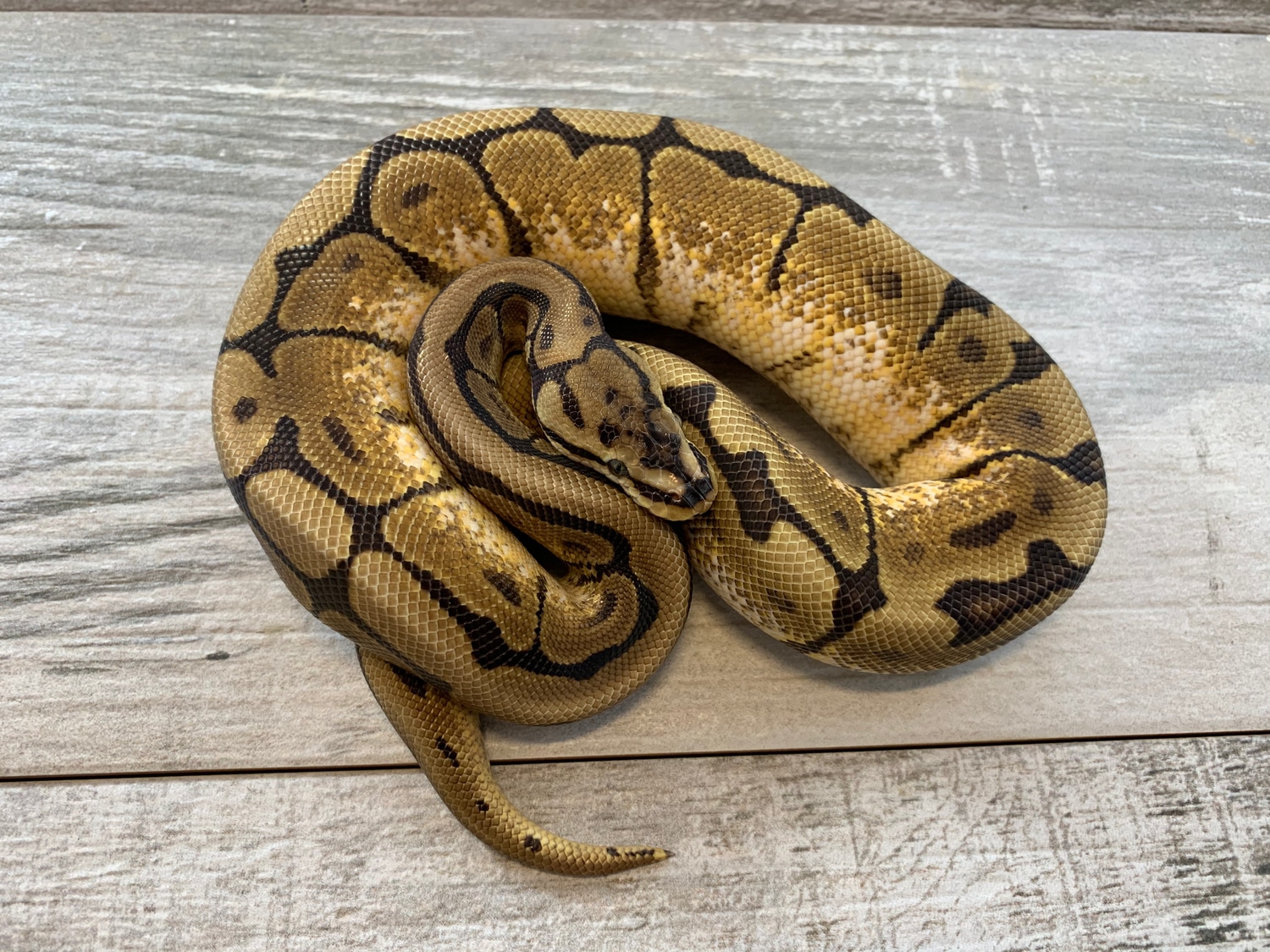 Spider Asphalt/ Yellowbelly Ball Python by KDM Exotics - MorphMarket