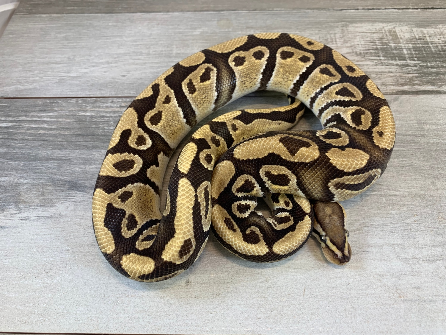 Vanilla Het Clown Ball Python by KDM Exotics - MorphMarket