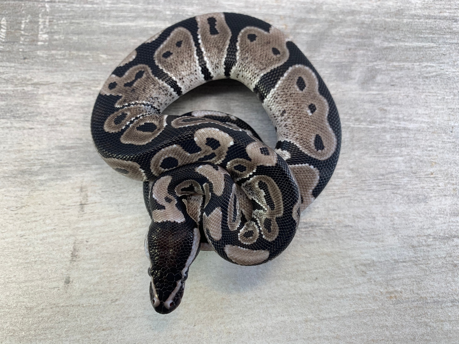 VPI Axanthic Ball Python by KDM Exotics - MorphMarket