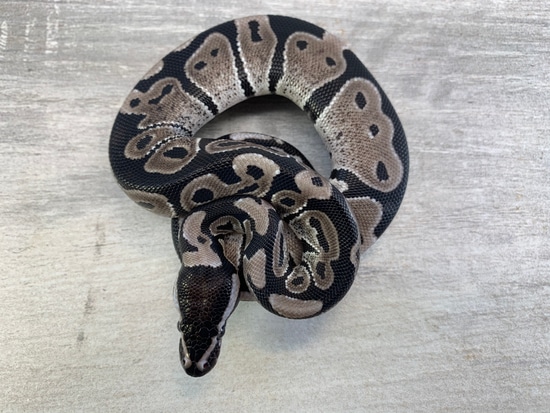 VPI Axanthic Ball Python by KDM Exotics