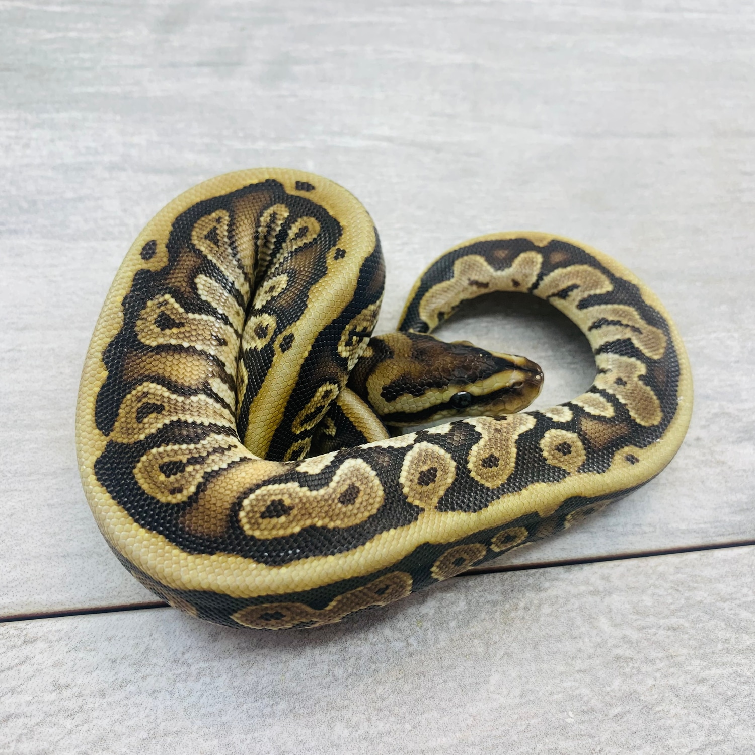 Hidden Gene Woma Mojave Het Axanthic Ball Python by KDM Exotics ...
